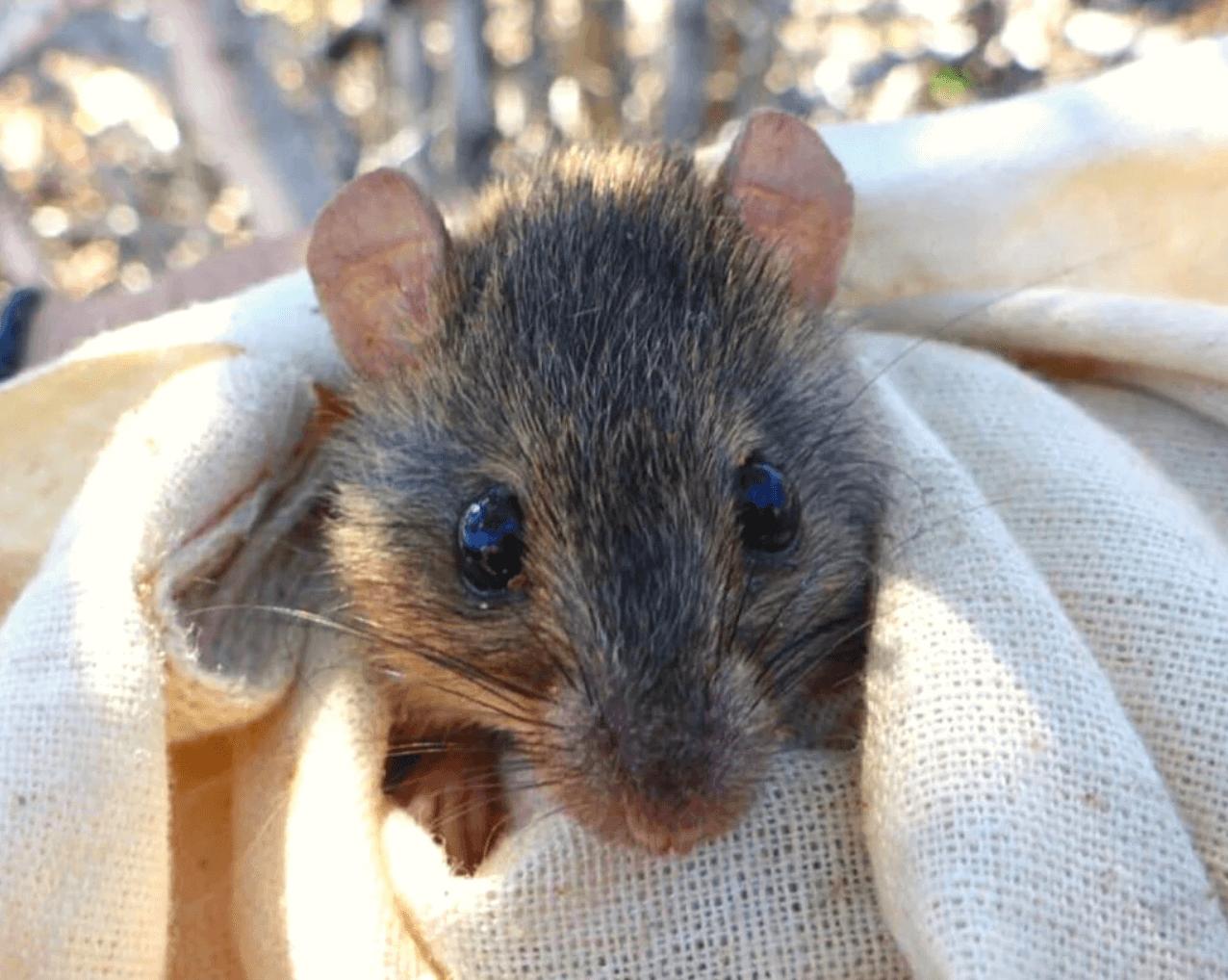 February 18th: Bramble Cay Melomys Remembrance Day